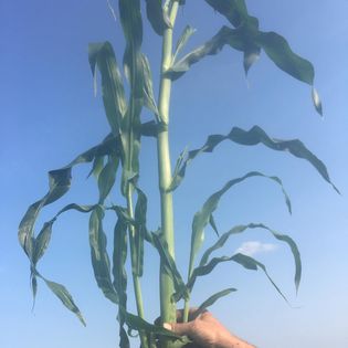 Contact Us | Catt Corn